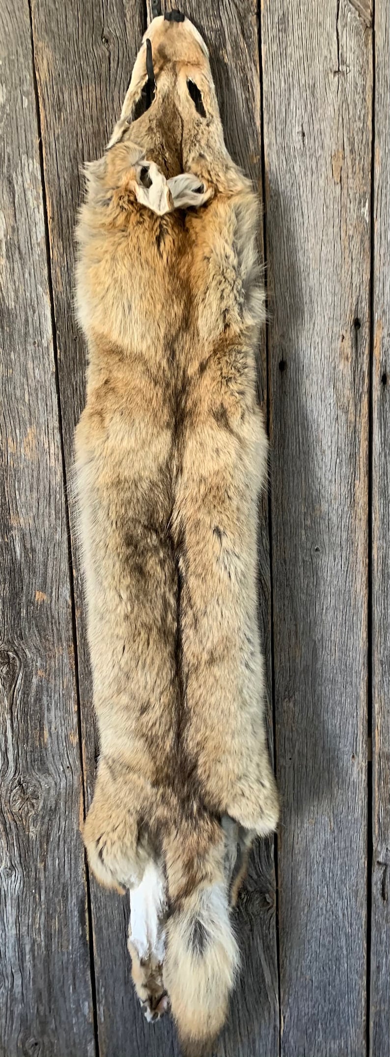 Tanned Western Coyote With Feet Tanned Coyote Plush Coyote - Etsy