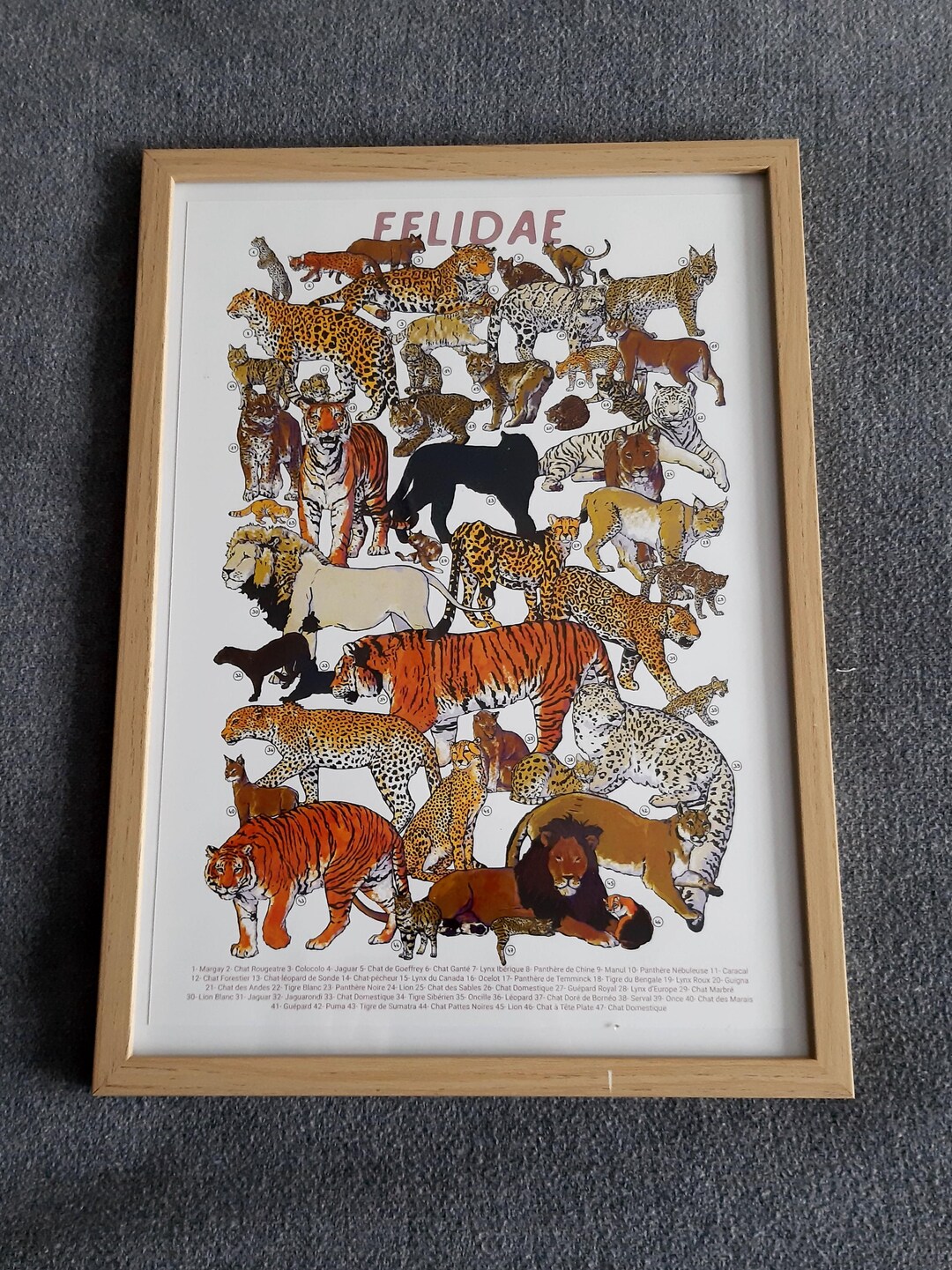 A4 Frame, Felines of the World, With Names - Etsy UK