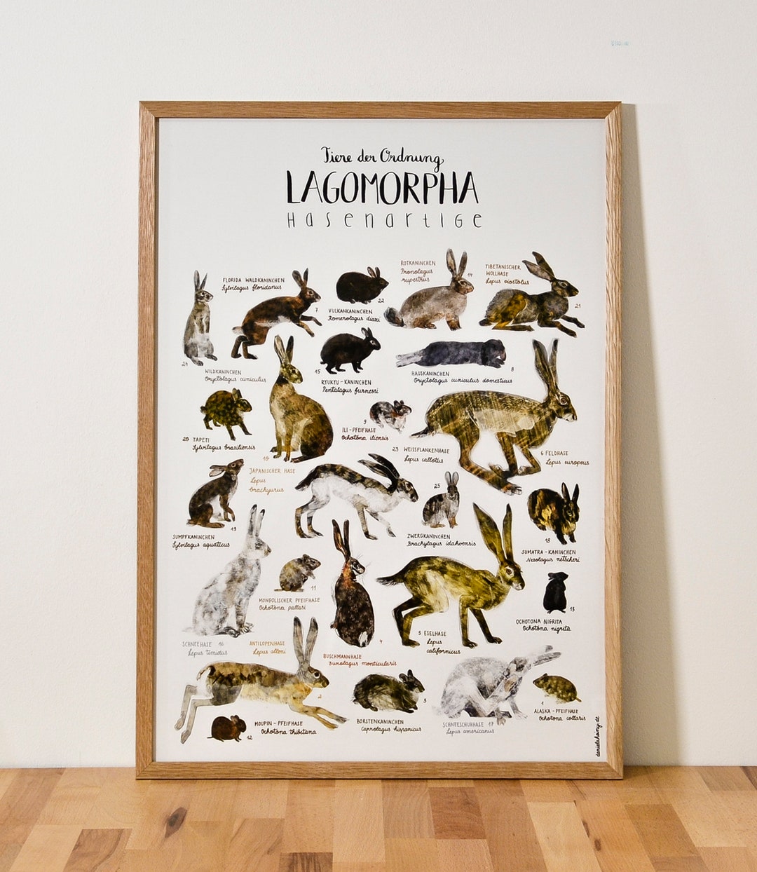 POSTER // Lagomorpha Rabbit-like - Etsy