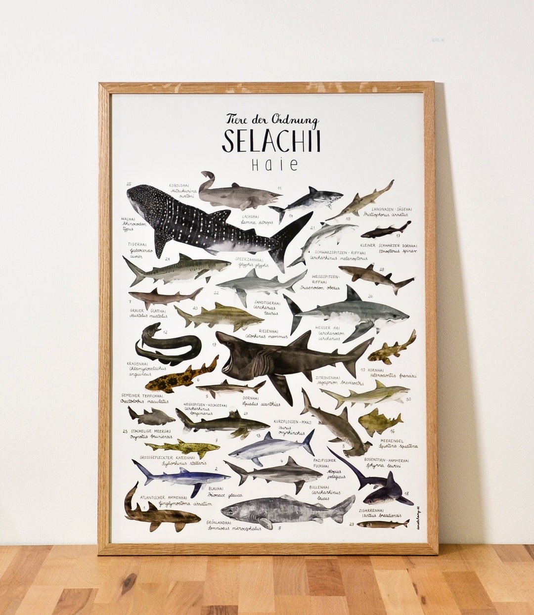 POSTER // Selachii Sharks - Etsy