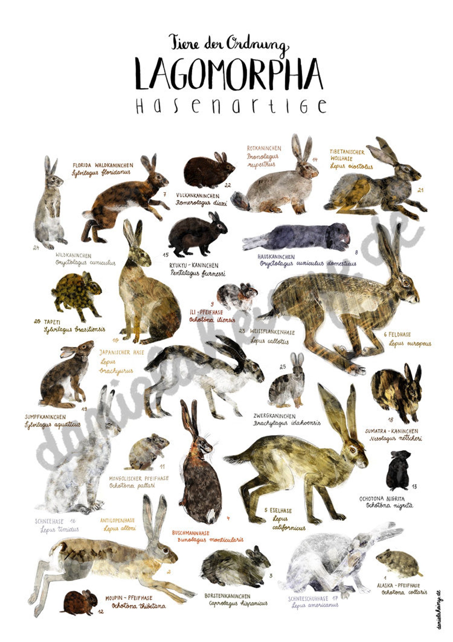 POSTER // Lagomorpha Rabbit-like - Etsy