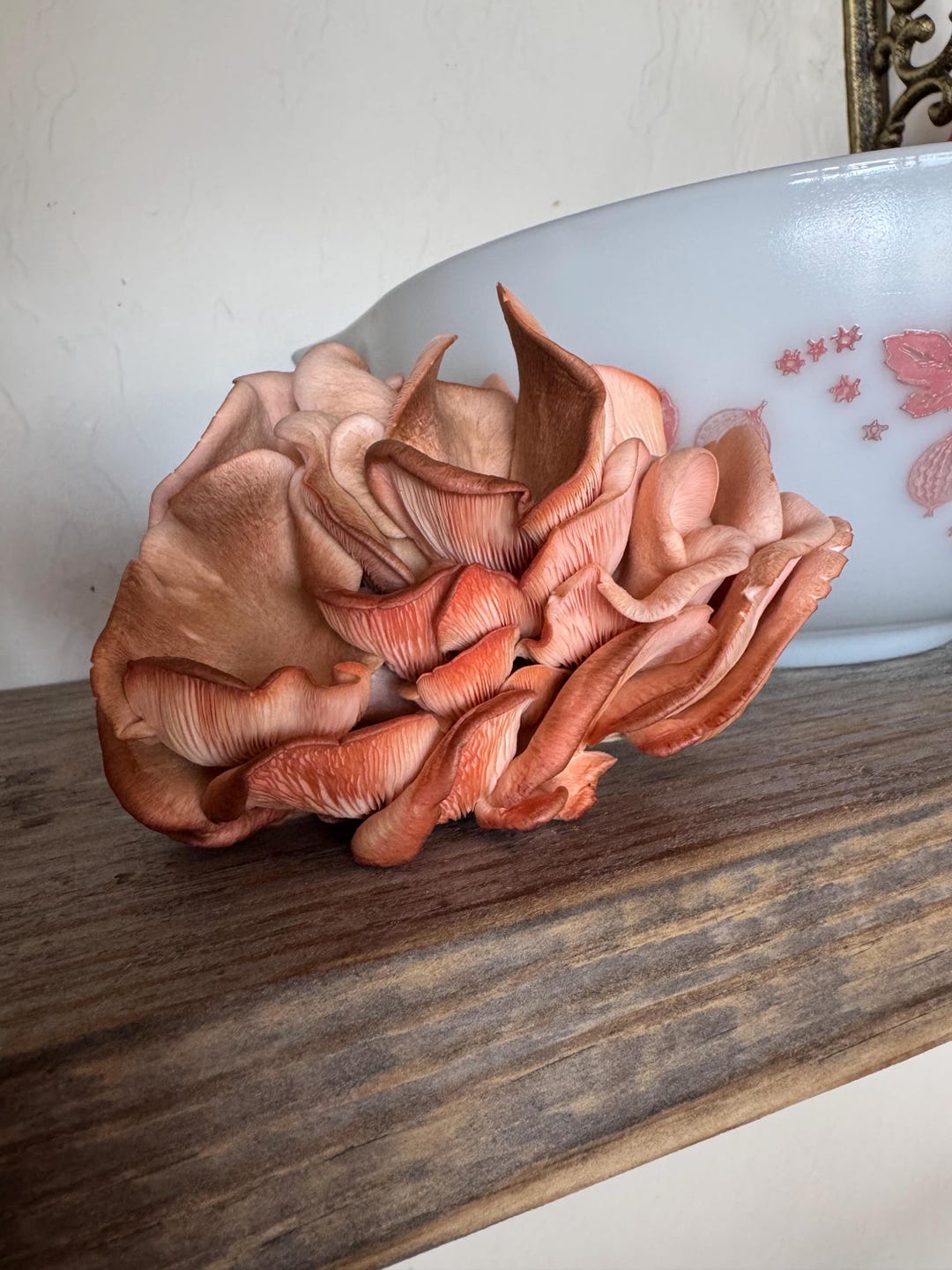 Farm Grown + Small Batch + Pink Oyster Mushroom Powder - Etsy