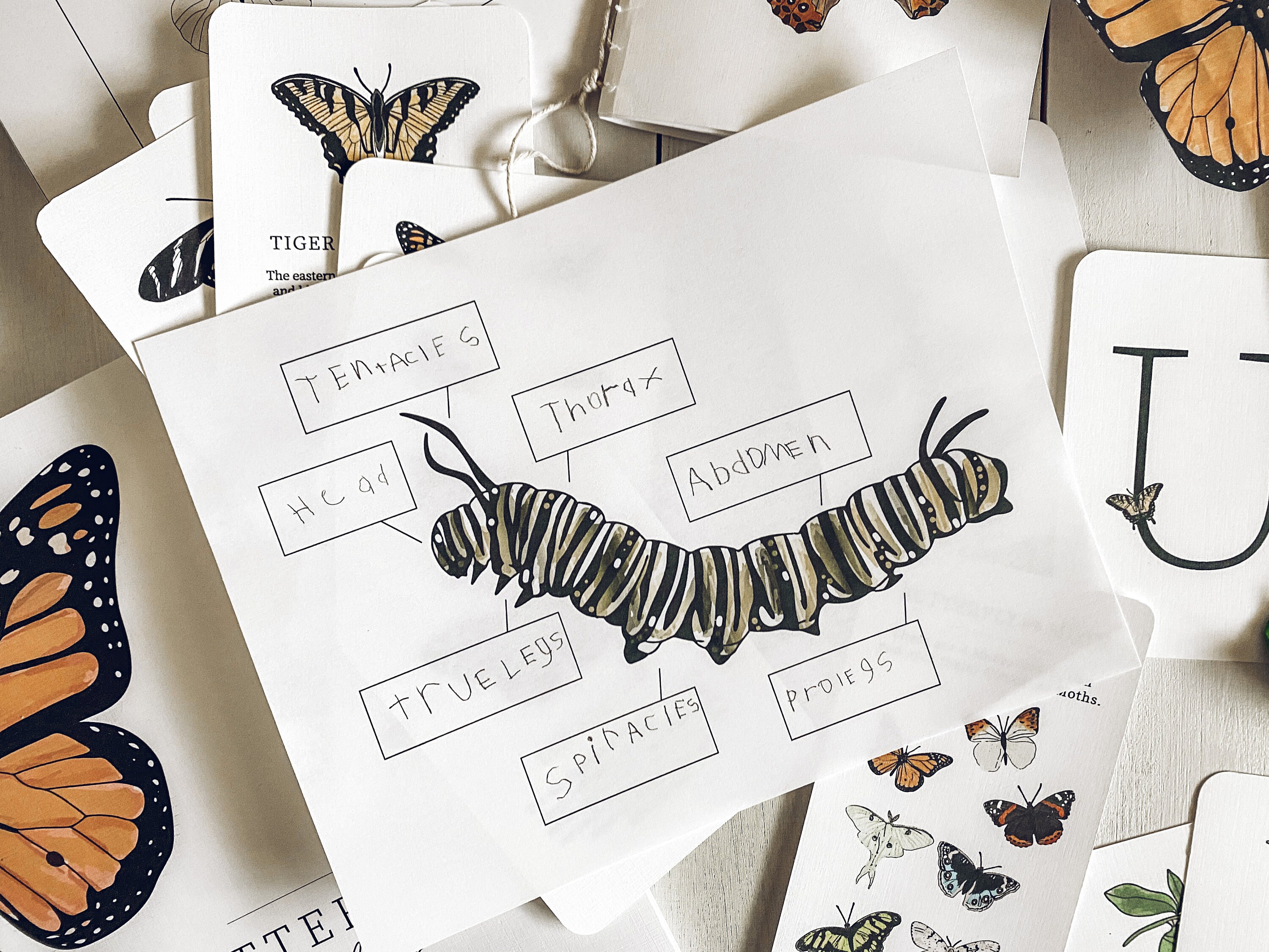 Butterfly Unit Study / Homeschool Unit Study / Kindergarten Butterfly ...