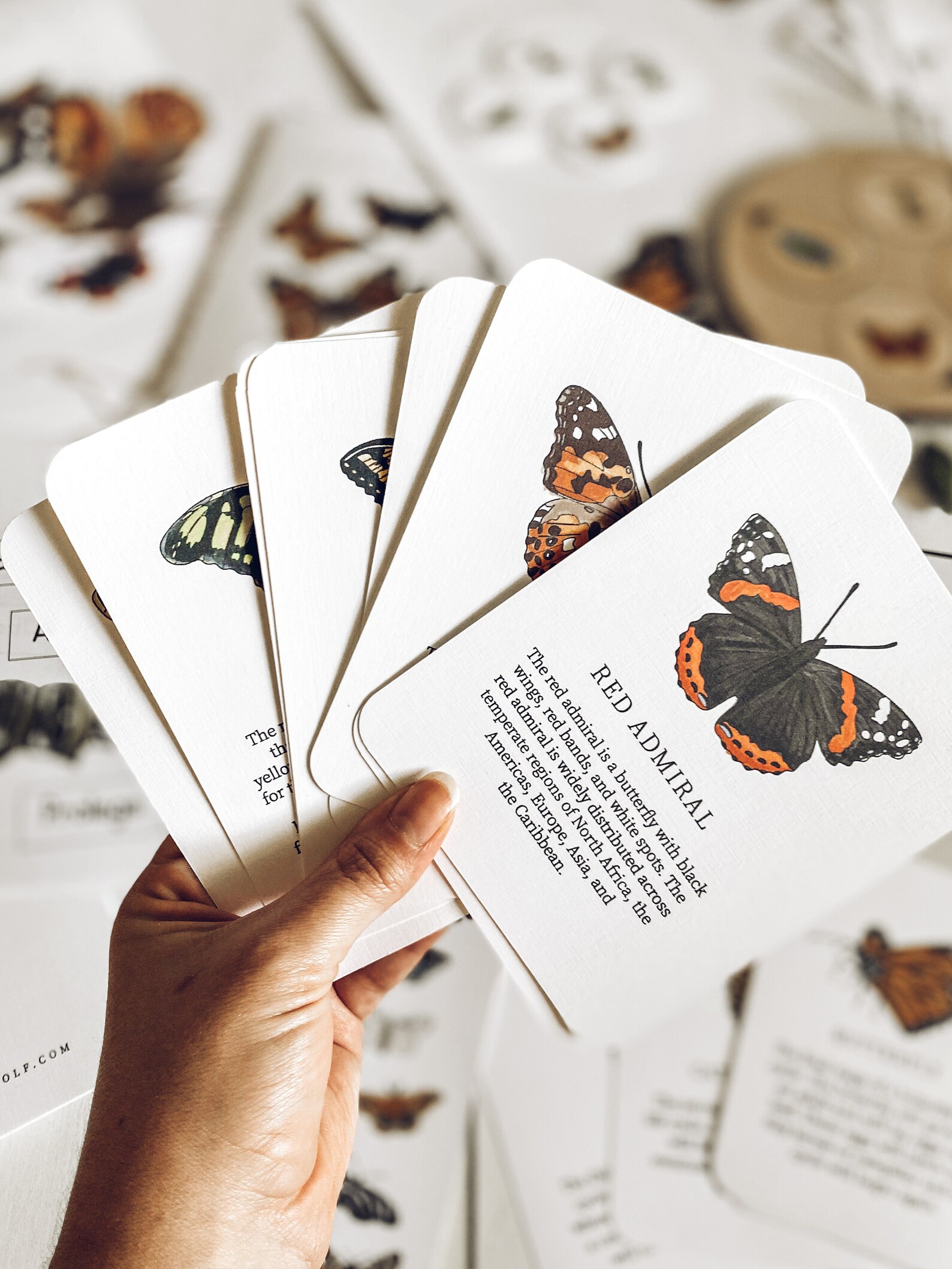 Butterfly Unit Study / Homeschool Unit Study / Kindergarten Butterfly ...