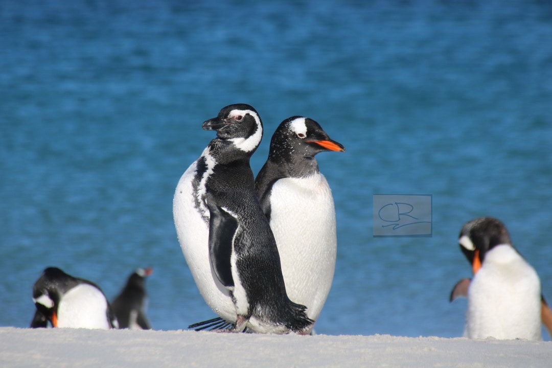 Wildlife Photography of Two Species of Penguins Next to Each Other - Etsy