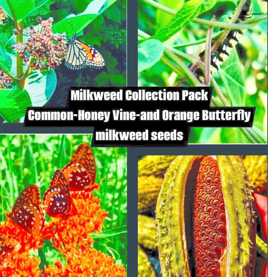 Milkweed Seed Collection, Includes a Packet of Orange Milkweed , Common ...