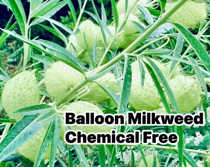 Hairy Ball Milkweed Seeds, Balloon Pod Milkweed Seeds,chemical Free,50 ...