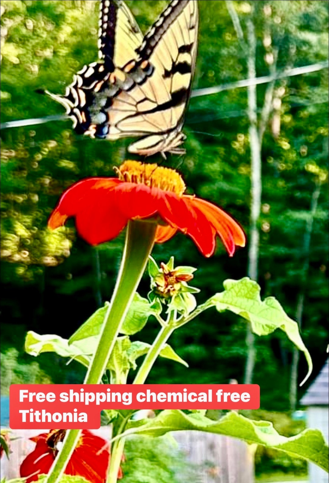 Tithonia Rotundifolia, Mexican Sunflower Red Torch Seeds, a Favorite ...