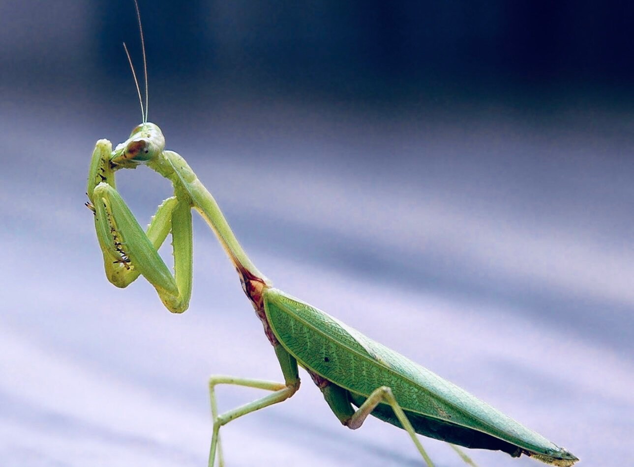 Praying Mantis Pin/feminism - Etsy