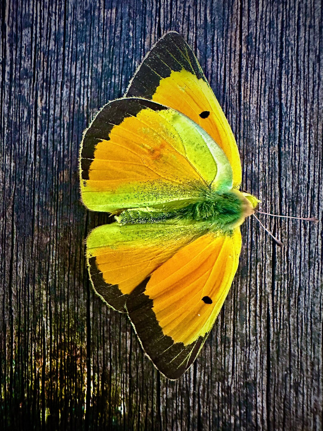 Photograph of an Alfalfa Butterfly - Etsy