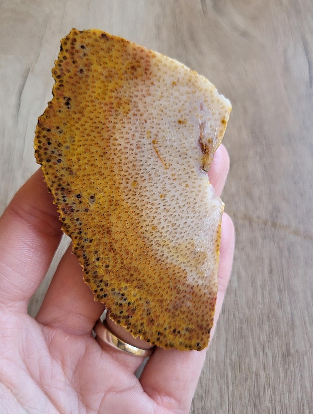 Fossilized Palm Root Slab Lapidary Slabs, Lapidary Rough, Stone Slabs ...