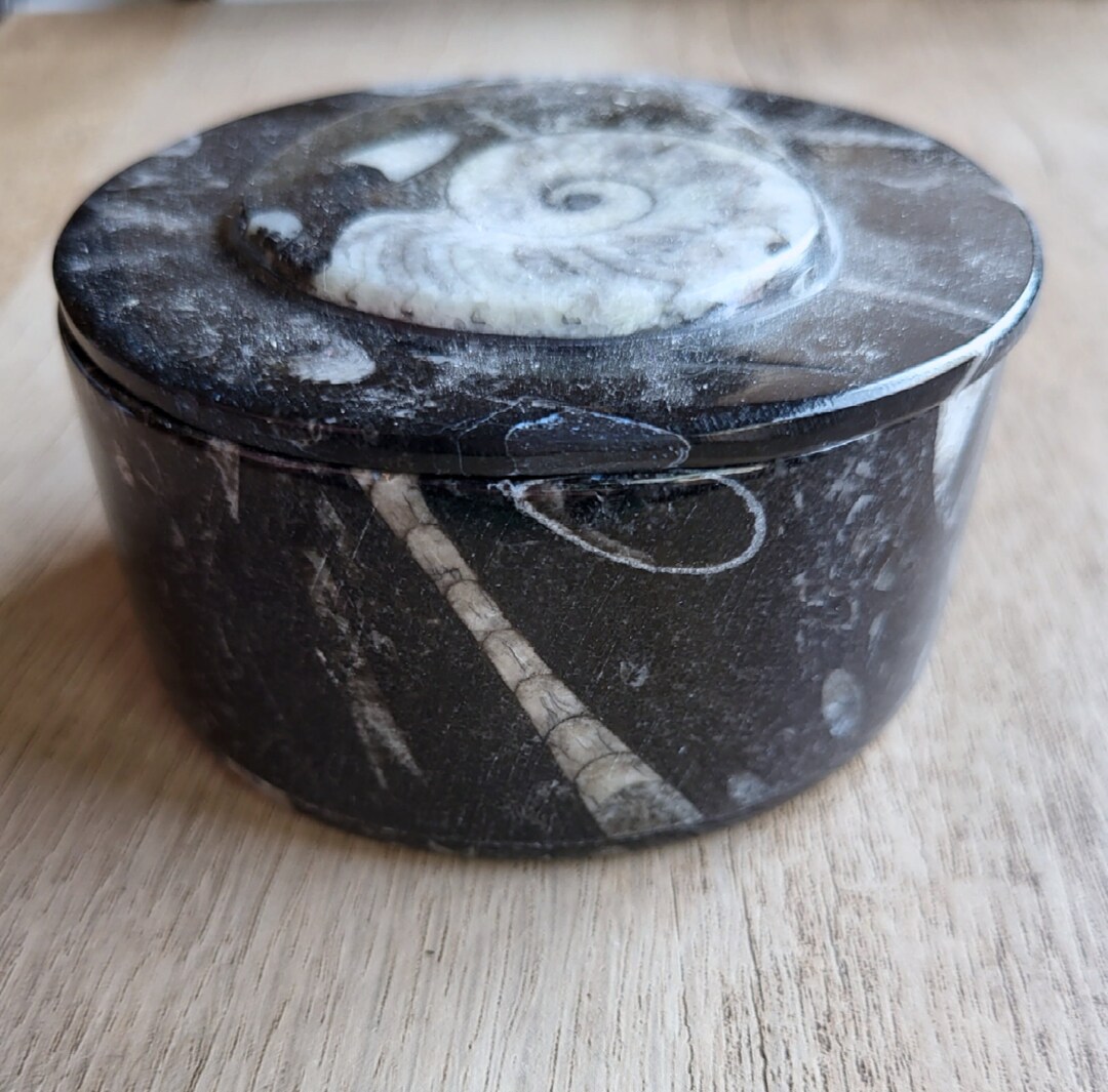 Orthoceras Lidded Jar Fossil Jar Fossil Containers - Etsy