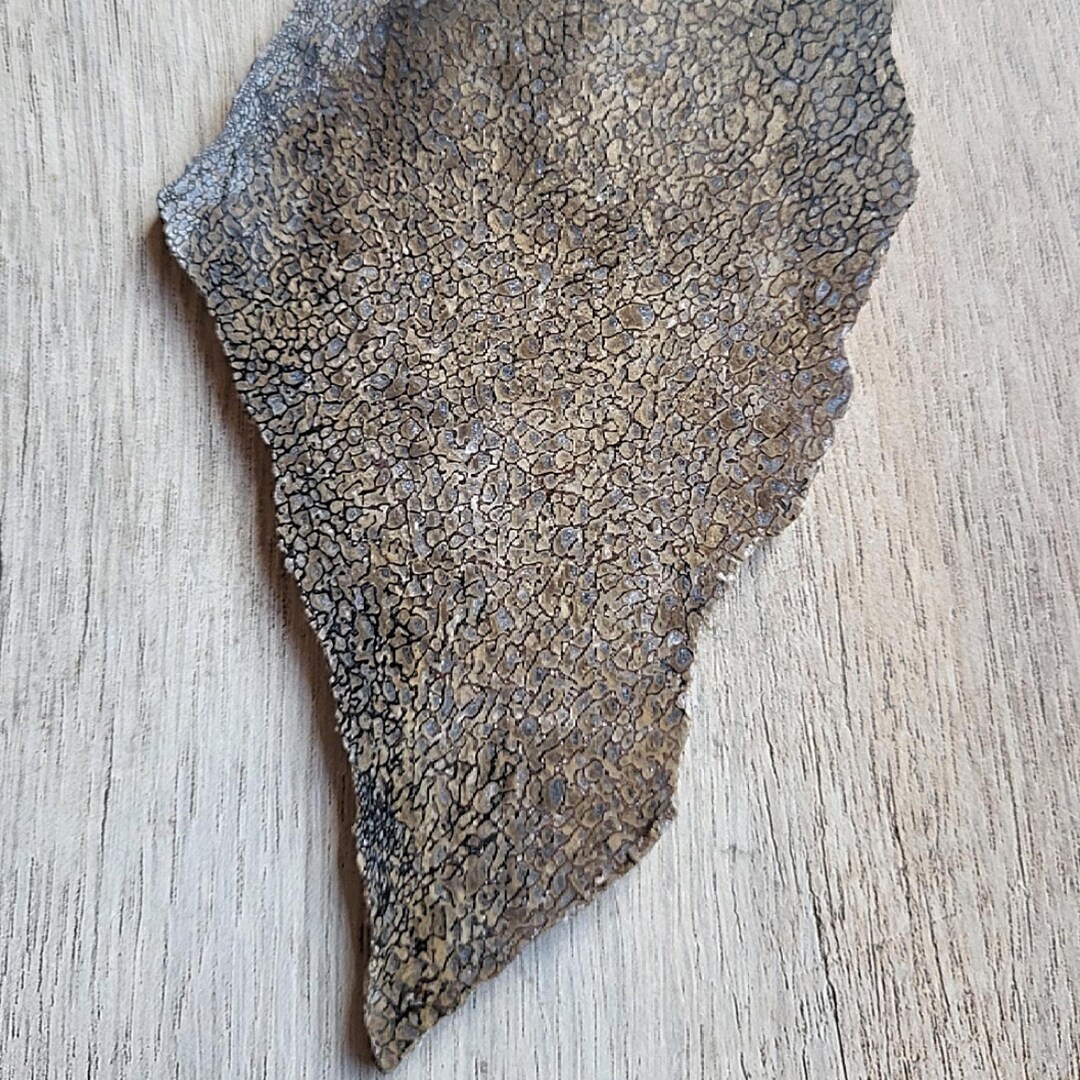 Dino Bone Slab, Rough Dino Bone, Dinosaur Bone, Dino Bone, Dino Bone ...