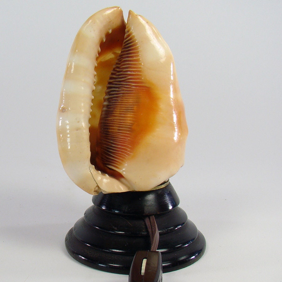 Carved Cameo Shell Accent Lamp - 1920's - 100% Original - Etsy