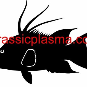 Hogfish Svg - Etsy