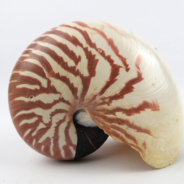 Large Nautilus Shell - Etsy