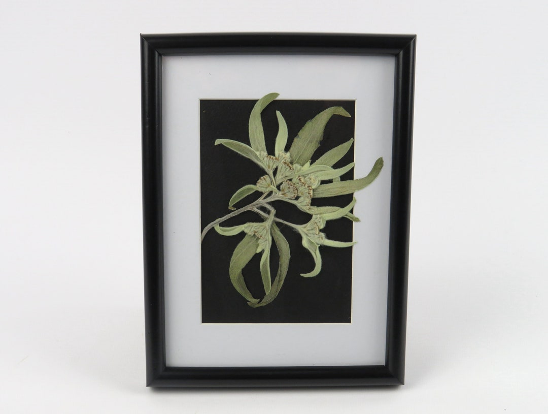 Framed Genuine Dried Edelweiss Flowers Pressed Edelweiss - Etsy