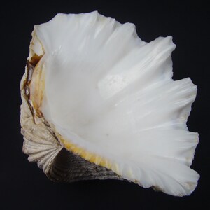 Genuine Clam Shell Tridacna Gigas, Giant Clam Shell Hippopus, Horse ...