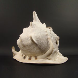 Natural Cassis Cornuta Giant Shell, Huge Helmet Sea Snail, Queen Horned ...