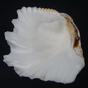 Genuine Clam Shell Tridacna Gigas, Giant Clam Shell Hippopus, Horse ...