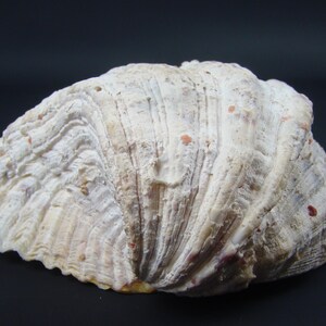 Genuine Clam Shell Tridacna Gigas, Giant Clam Shell Hippopus, Horse ...