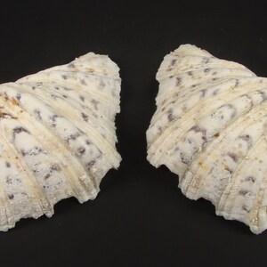 Genuine Clam Shell Tridacna Gigas in 2 Parts, Giant Clam Shell Hippopus ...