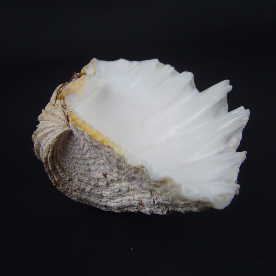 Genuine Horse Hoof Clam Shell Tridacna Gigas, Giant Clam Shell Hippopus ...