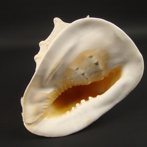 Natural Cassis Cornuta Giant Shell, Huge Helmet Sea Snail, Queen Horned ...