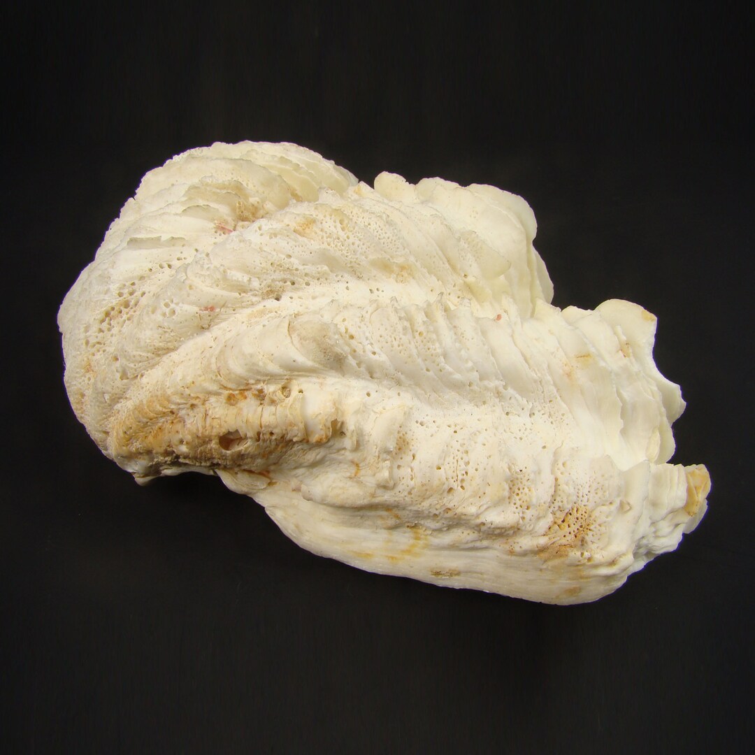 Genuine Horse Hoof Clam Shell Tridacna Gigas, Giant Clam Shell Hippopus ...