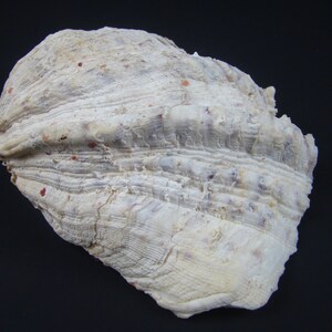 Genuine Clam Shell Tridacna Gigas, Giant Clam Shell Hippopus, Horse ...