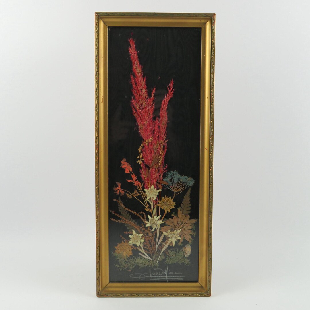 Framed Herbarium Dried Edelweiss Vintage, Pressed Alpine Flowers, Real ...