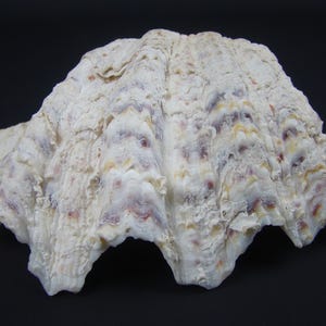 Genuine Clam Shell Tridacna Gigas, Giant Clam Shell Hippopus, Horse ...