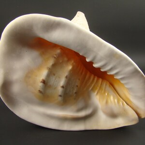 Natural Cassis Cornuta Giant Shell, Huge Helmet Sea Snail, Queen Horned ...