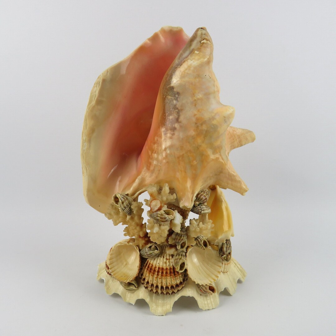 Vintage Seashell Souvenir, Shell Art Sculpture, Giant Clam Lambi ...