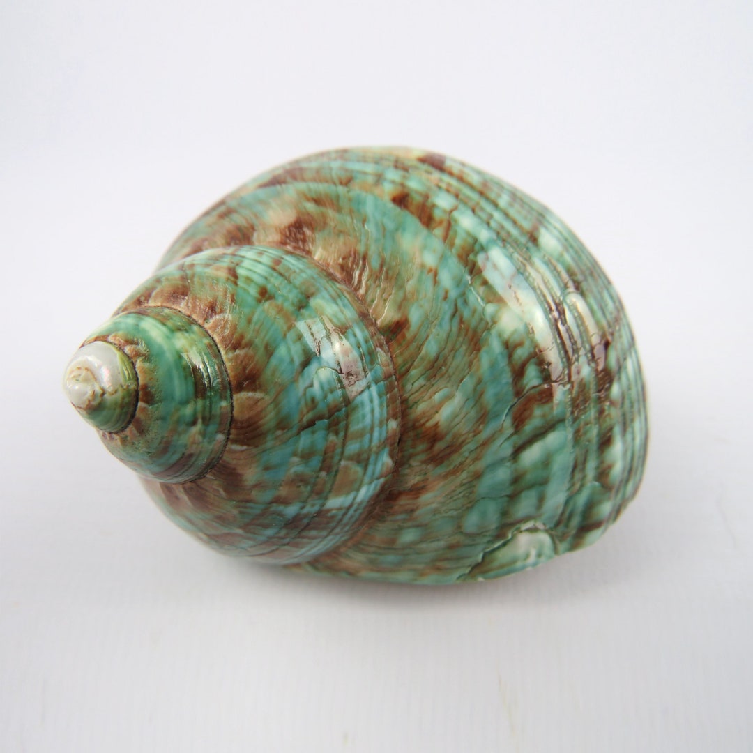 Imperialis Turbo Green Seashell Turbo Sea Shell From - Etsy