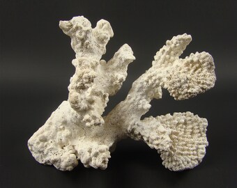 Genuine Clam Shell Tridacna Gigas in 2 Parts, Giant Clam Shell Hippopus ...