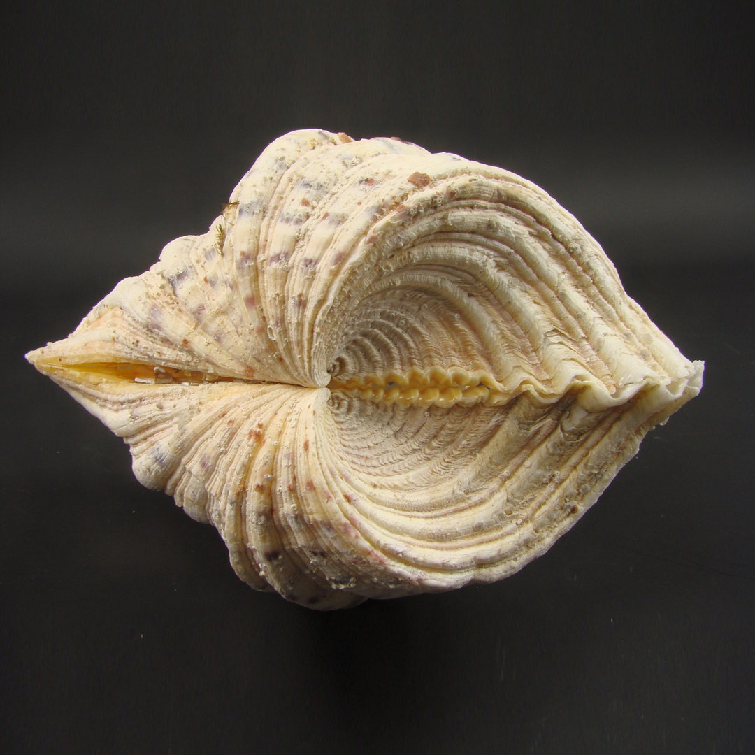 Genuine Horse Hoof Clam Shell Tridacna Gigas in 2 Parts, Giant Clam ...