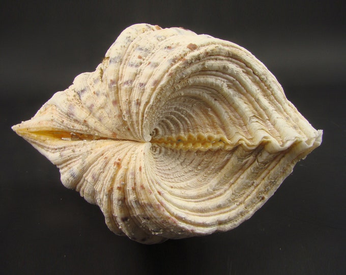 Genuine Clam Shell Tridacna Gigas in 2 Parts, Giant Clam Shell Hippopus ...