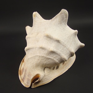 Natural Cassis Cornuta Giant Shell, Huge Helmet Sea Snail, Queen Horned ...