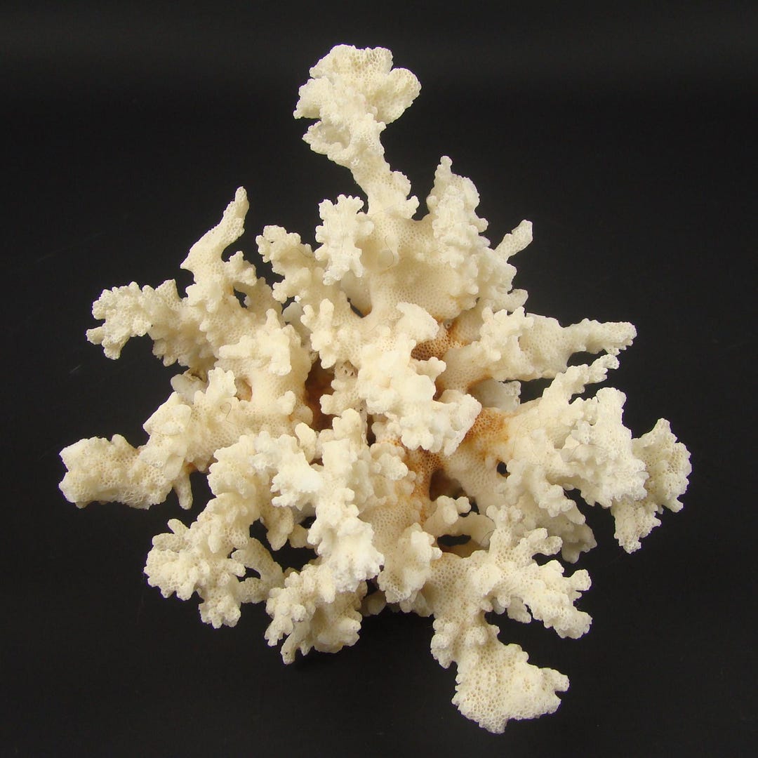 Vintage Marine Coral, Naural Sea Coral, Genuine Coral Branch, Marine ...