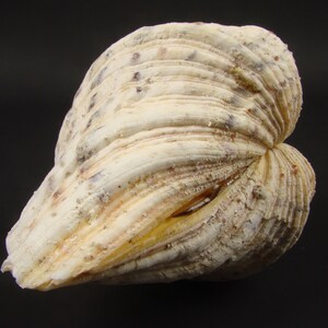 Genuine Clam Shell Tridacna Gigas in 2 Parts, Giant Clam Shell Hippopus ...