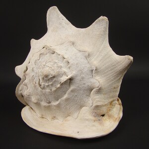 Natural Cassis Cornuta Giant Shell, Huge Helmet Sea Snail, Queen Horned ...