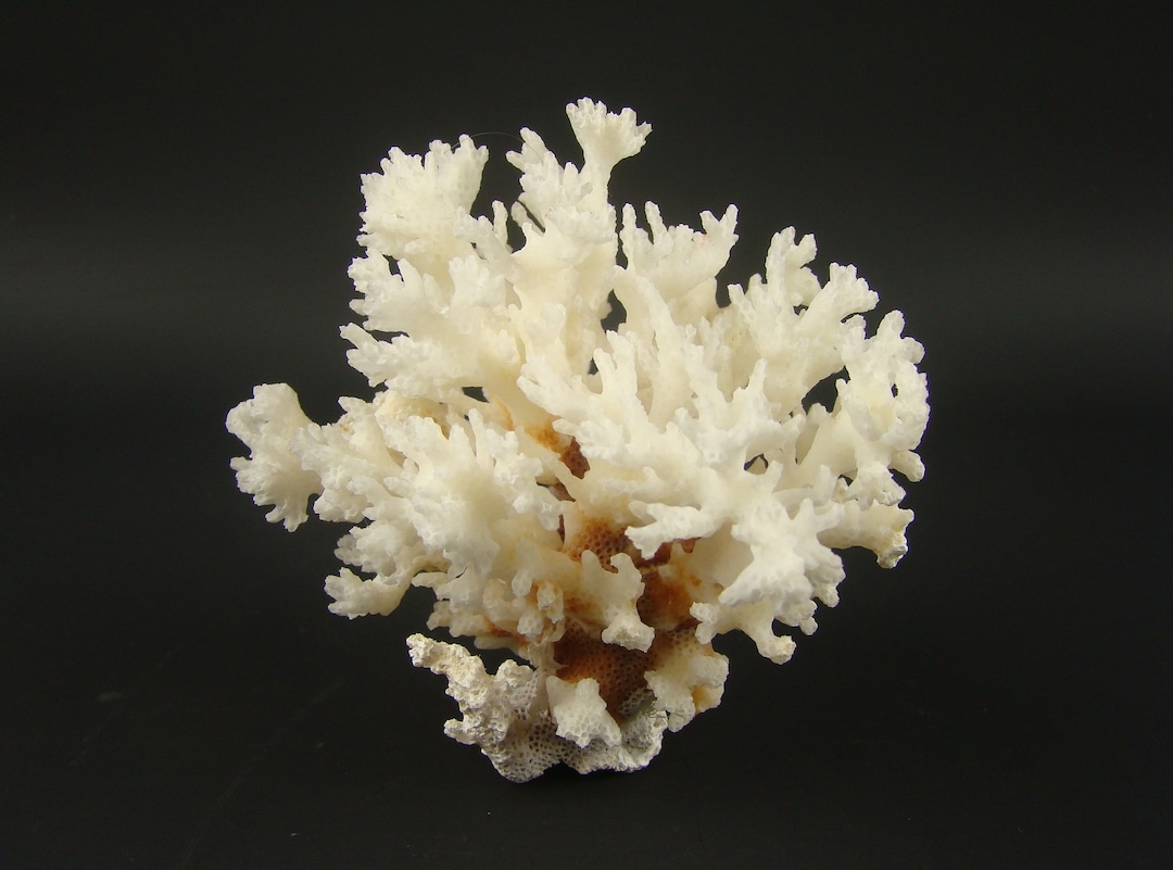 Real Coral Reef, Genuine White Sea Coral, White Coral Tree, Vintage ...