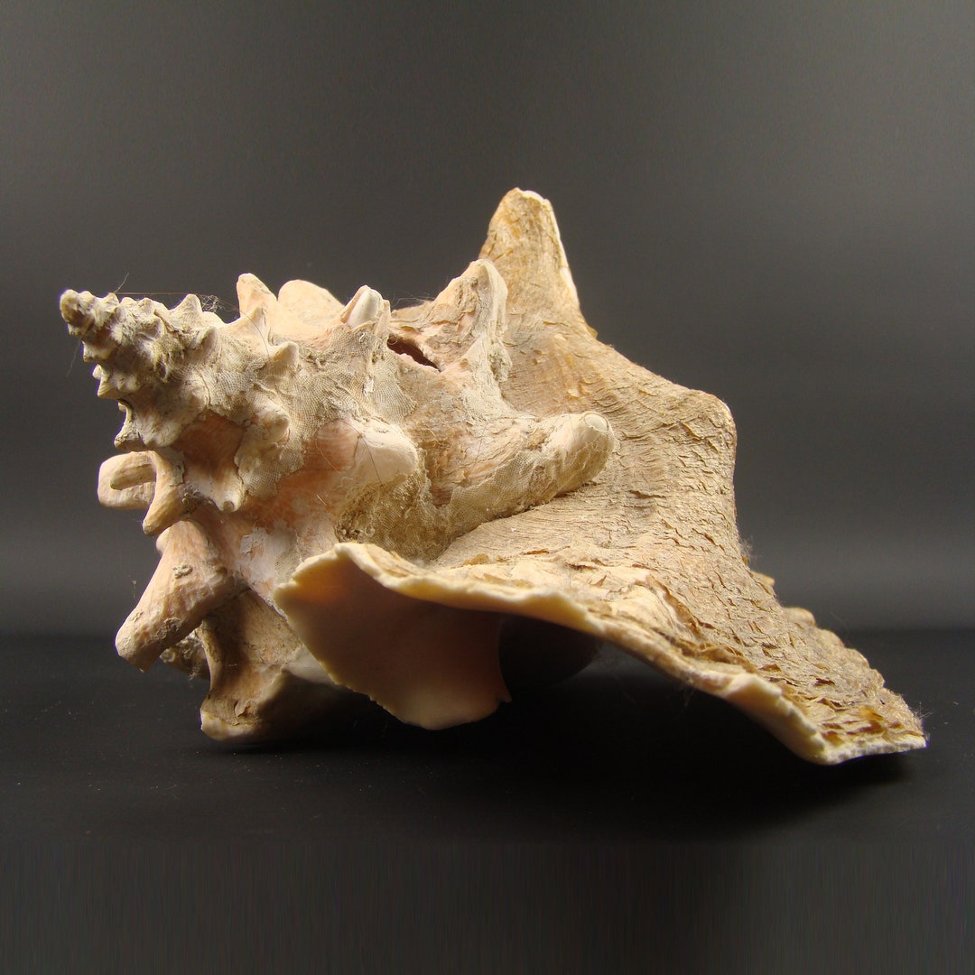 Large Strombus Gigas Sea Shell, Giant Pink Queen Conch, Strombus Conch ...