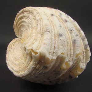 Genuine Clam Shell Tridacna Gigas in 2 Parts, Giant Clam Shell Hippopus ...