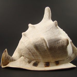 Natural Cassis Cornuta Giant Shell, Huge Helmet Sea Snail, Queen Horned ...