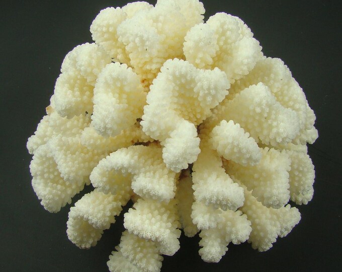 Real Coral Reef Branch, Large Natural White Sea Coral, White Coral Tree ...