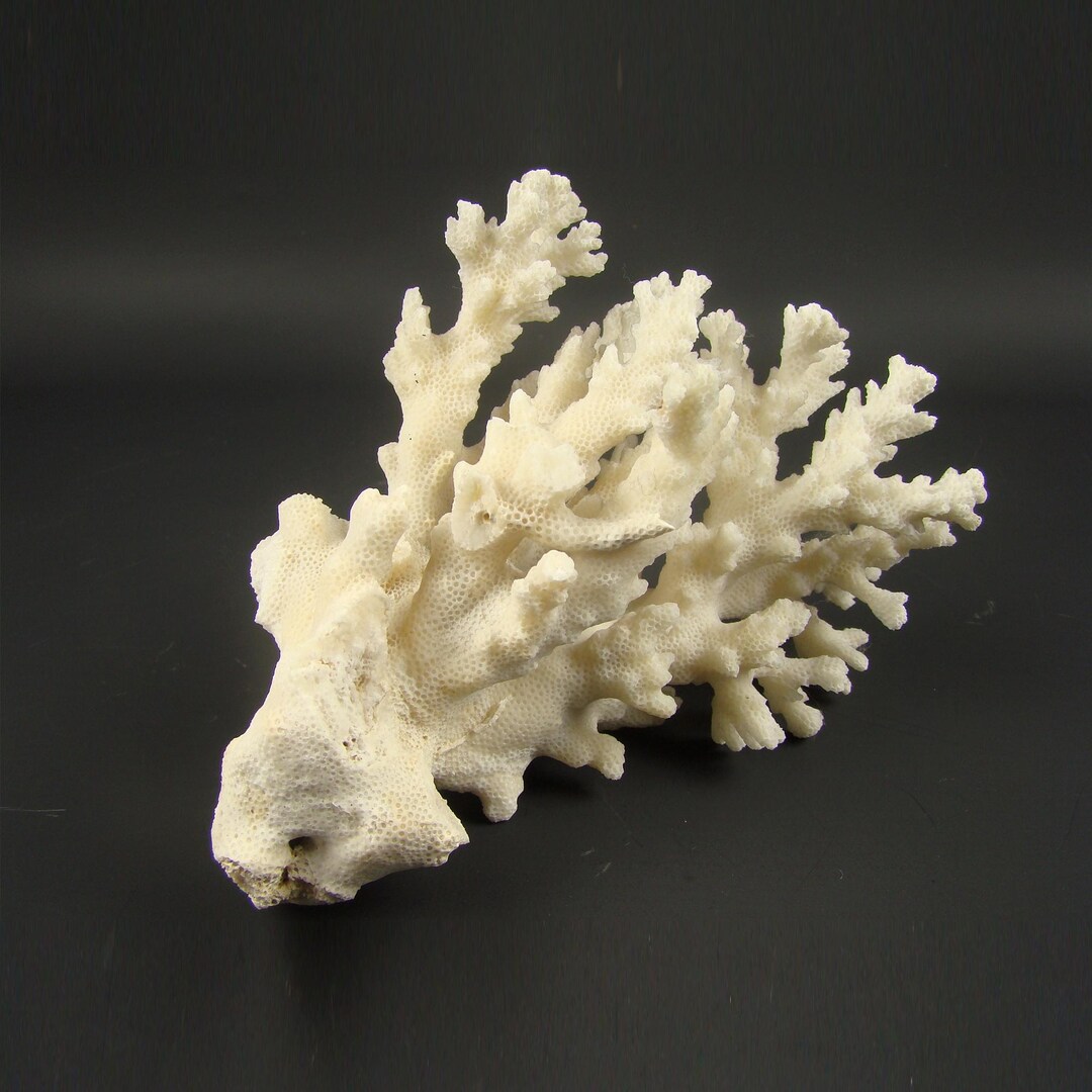 Vintage Marine Coral, Naural Sea Coral, Genuine Coral Branch, Marine ...