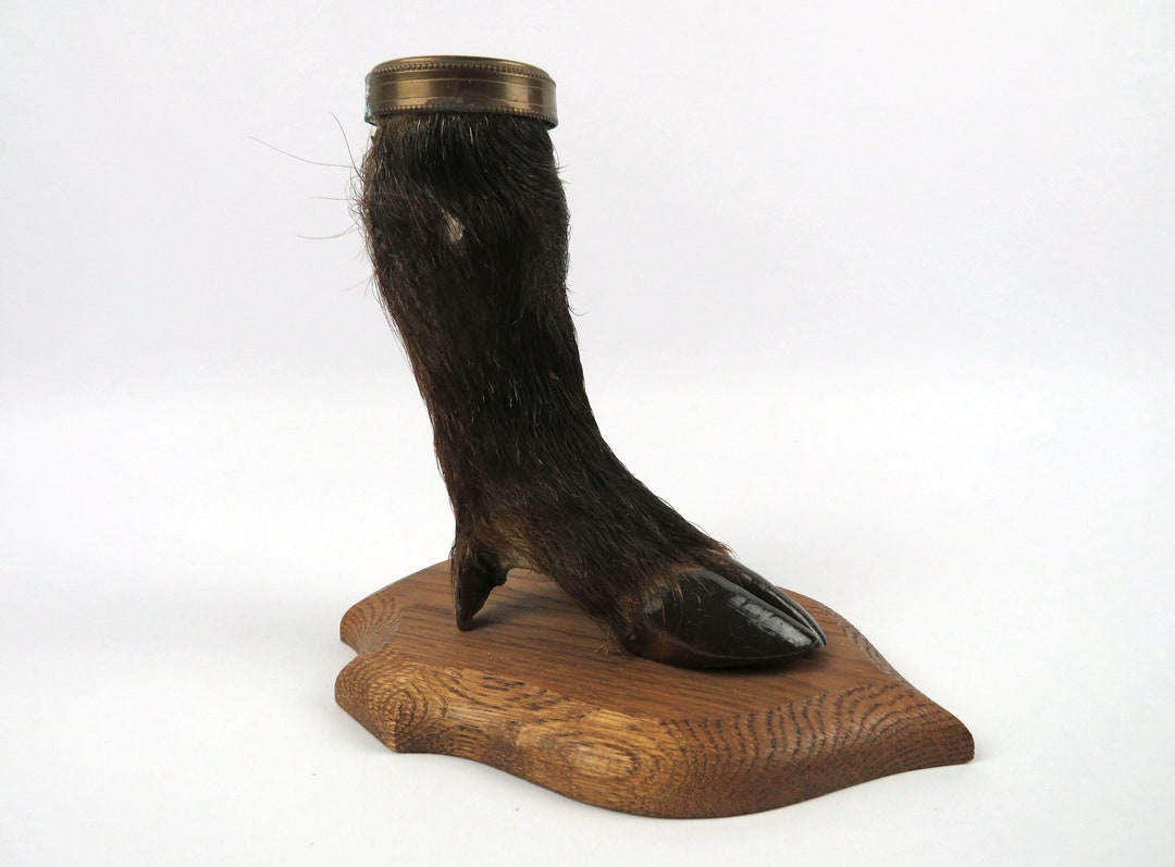 Real Wild Boar Hoof Taxidermy Boar Hoof Pencil Holder - Etsy
