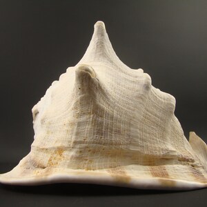 Natural Cassis Cornuta Giant Shell, Huge Helmet Sea Snail, Queen Horned ...